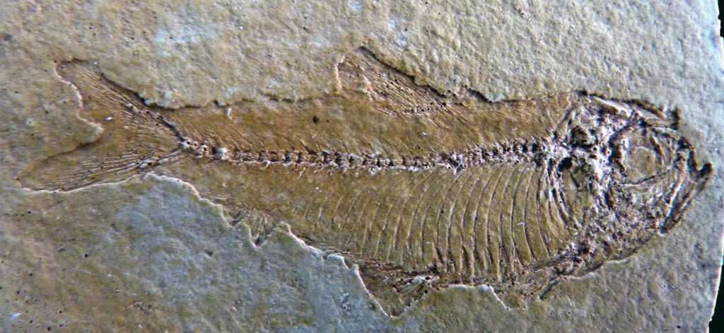 Guía completa de los diversos tipos de fósiles - Todo Fosiles