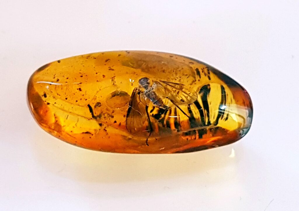 Fósiles en Ámbar Báltico