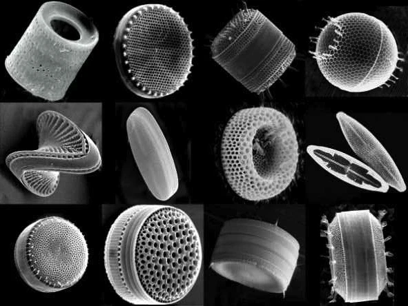 Diatoms (Diatomeas): Algas unicelulares con conchas de sílice.