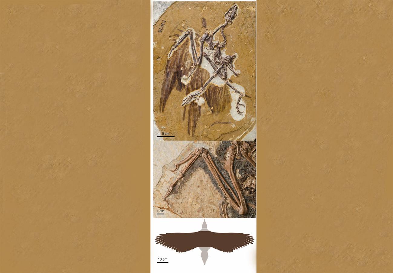 ¡Descubre la asombrosa evidencia fósil de las primeras aves en un viaje ...