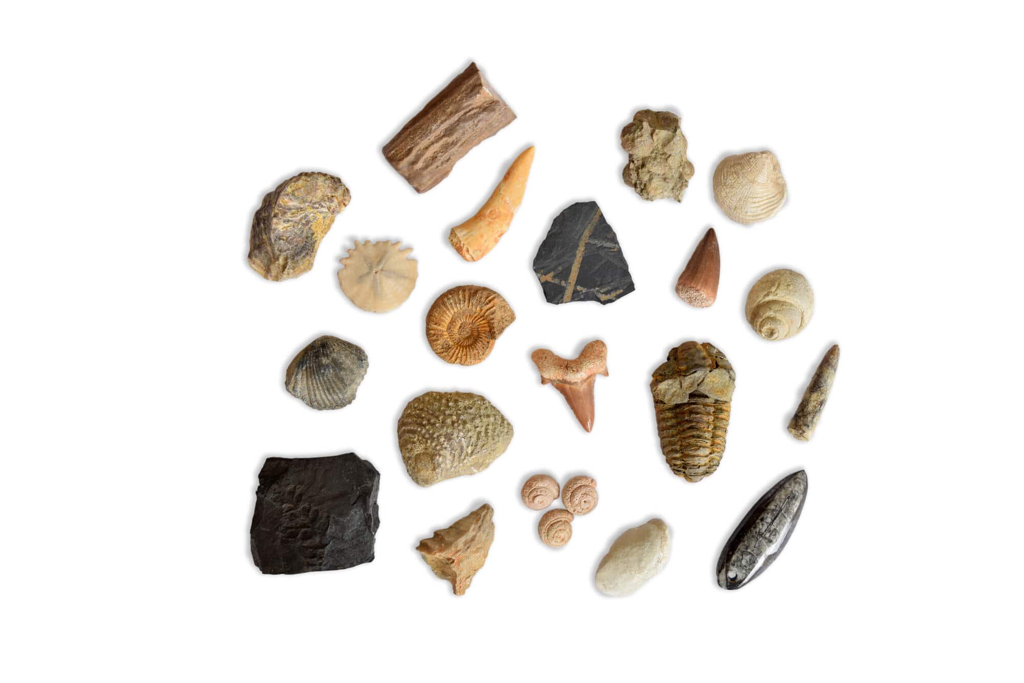 Guía completa de los diversos tipos de fósiles - Todo Fosiles