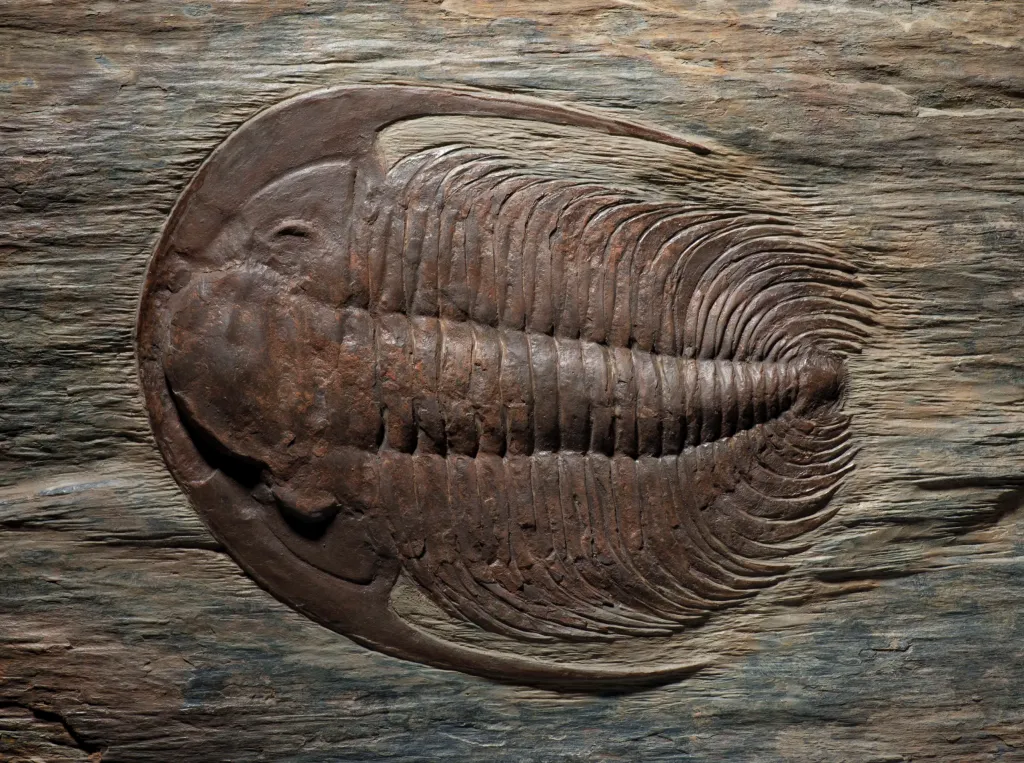 Trilobites: Artrópodos marinos del Paleozoico